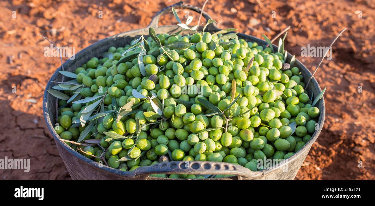 Non irrigated land cultivars hi-res stock photography and images - Alamy