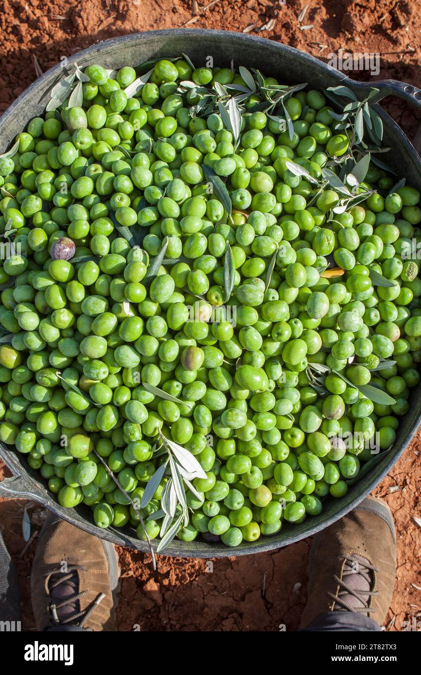 Harvesting bucket full of green olives. Person Point of View Stock ...