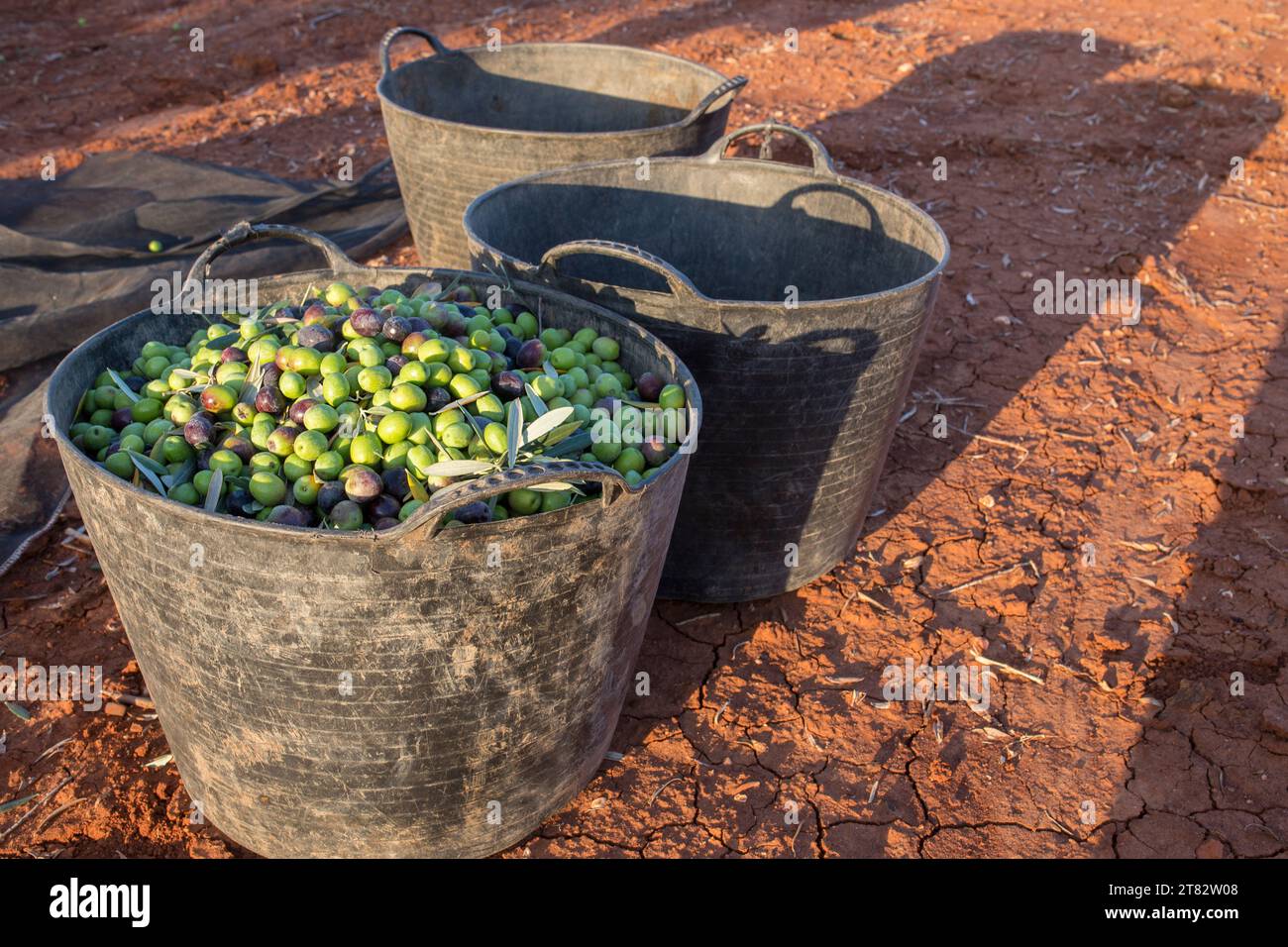 Harvesting buckets with green olives and collection net. Table olives ...