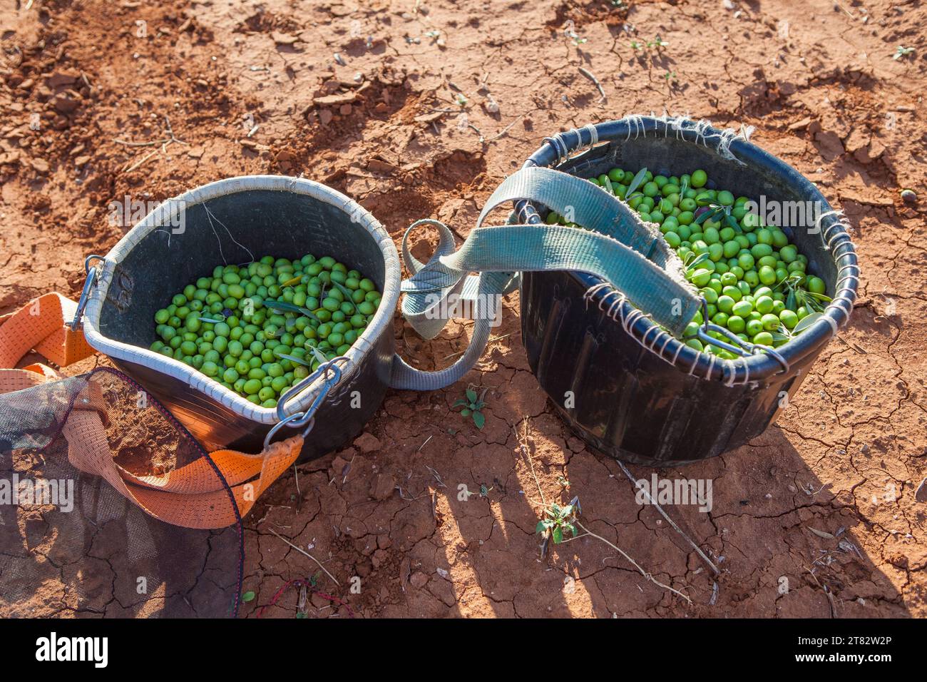 Fruit-gathering baskets with green olives. Table olives harvest season ...