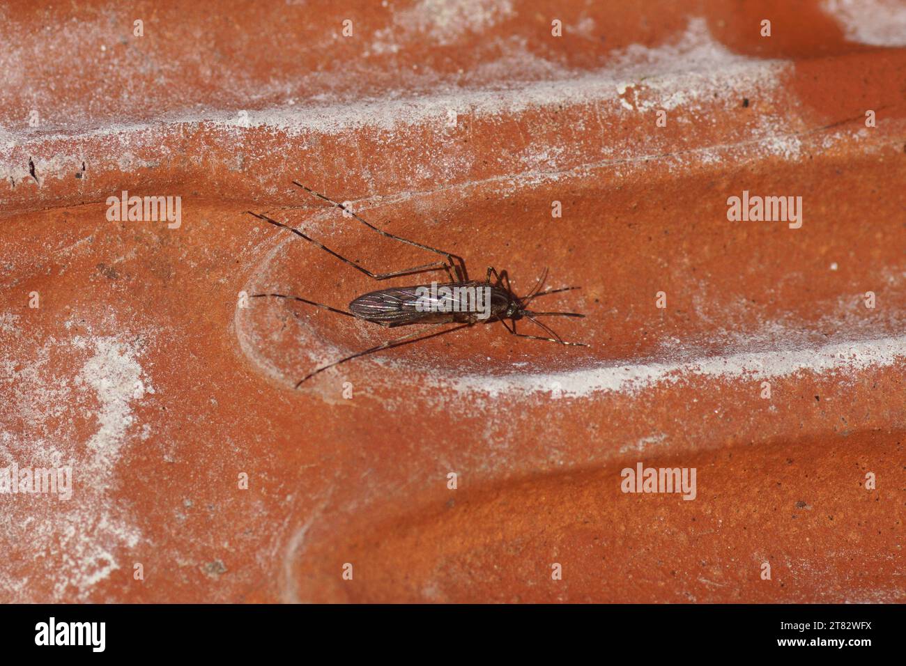 Female Banded mosquito (Culiseta annulata, syn. Theobaldia annulata ...