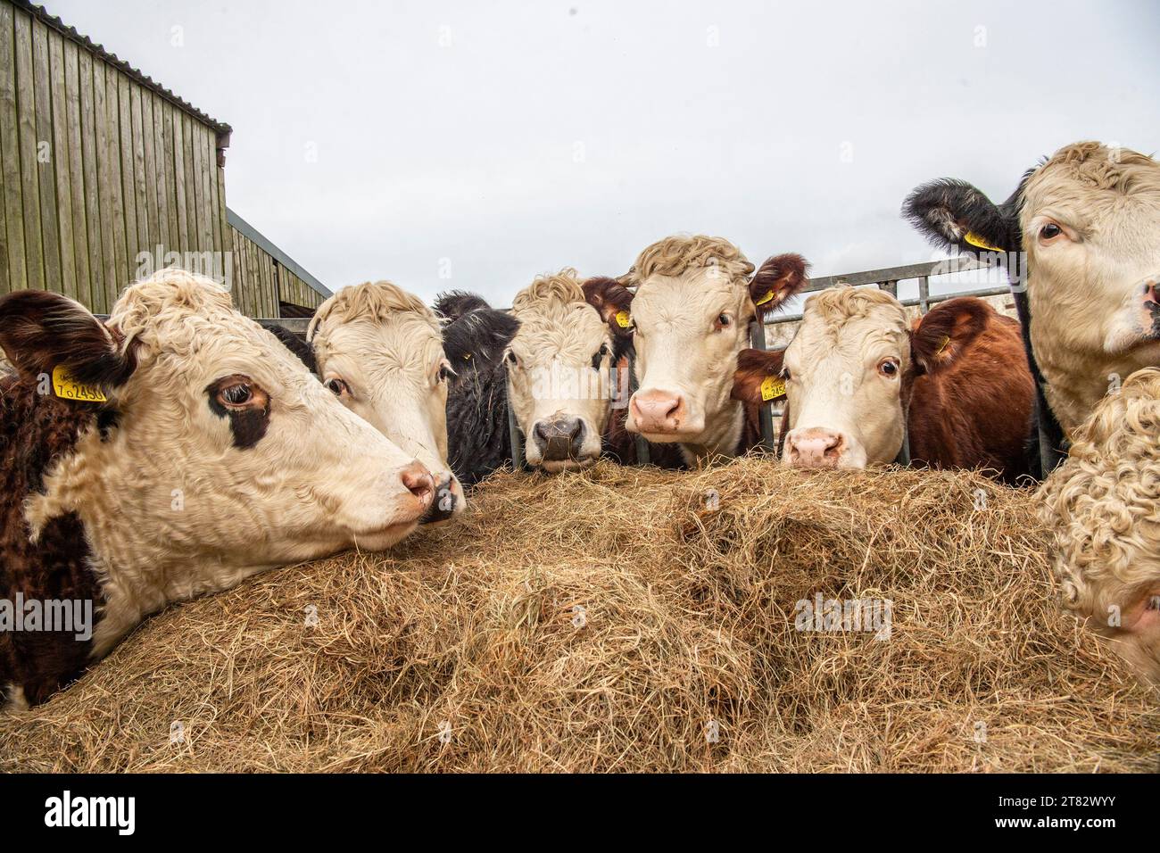 Cattle cows heifers standing hi-res stock photography and images - Alamy