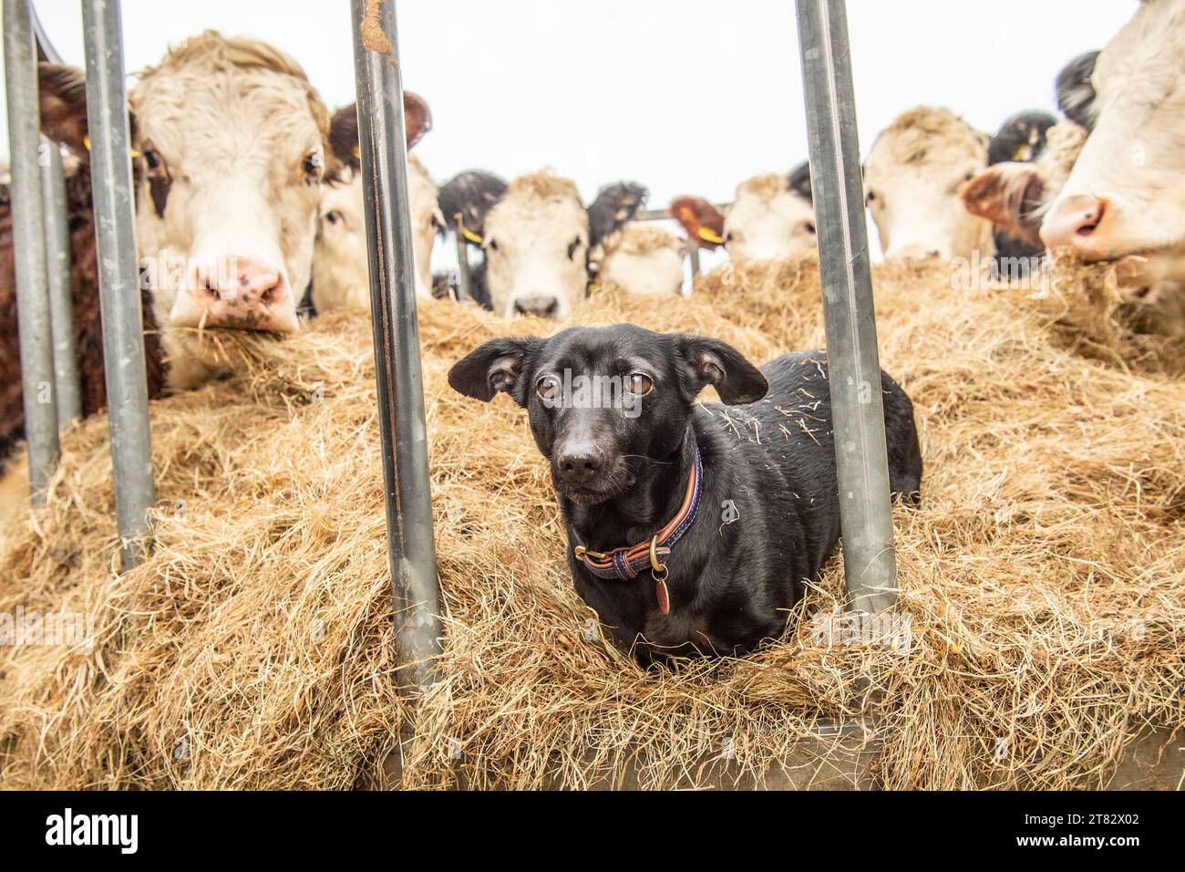 dog in a manger Stock Photo - Alamy