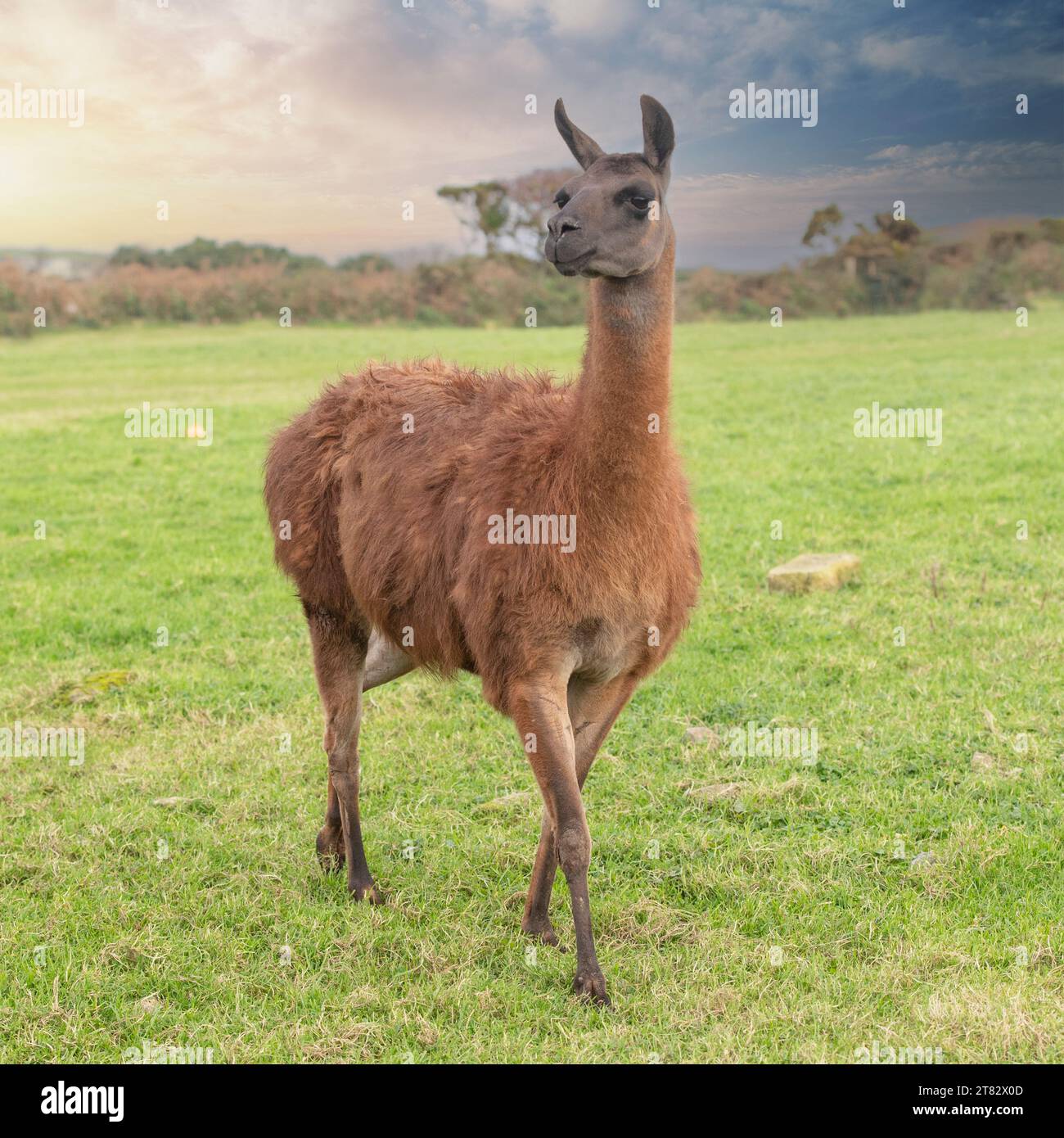 Llama field hi-res stock photography and images - Alamy