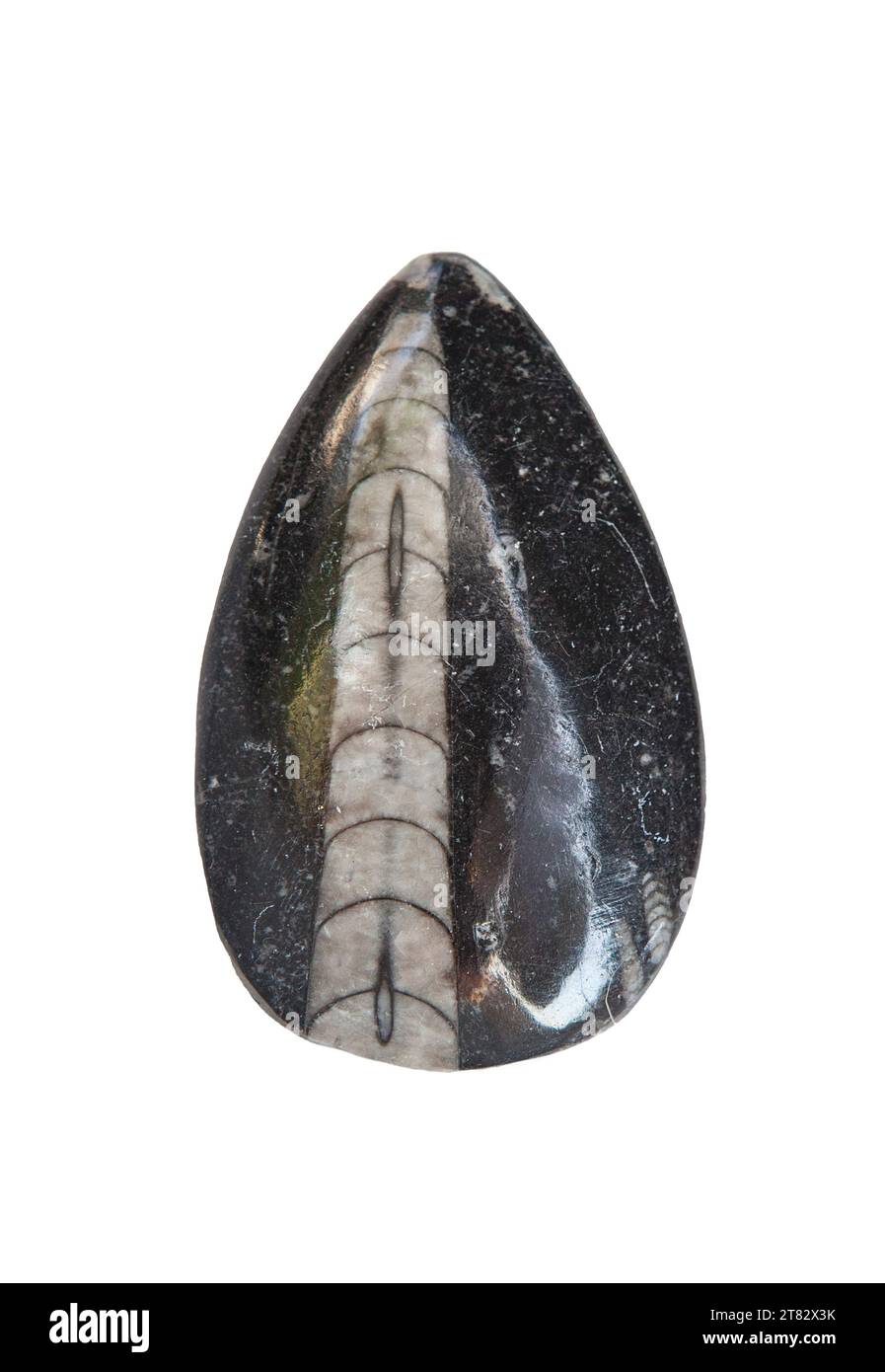 Polished orthoceras fossil. Isolated over white background Stock Photo ...