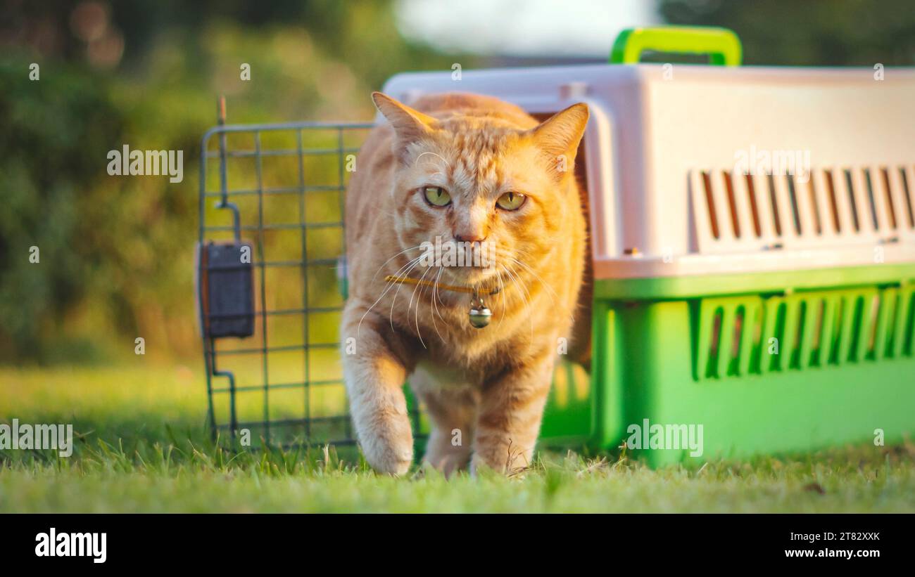 Crate training a cat,Ginger cats walking from cages Stock Photo - Alamy