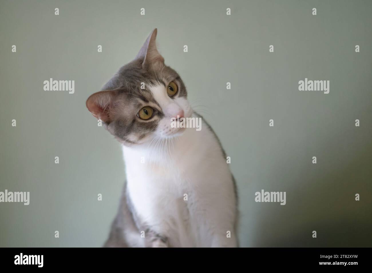 Cats curiosity hi-res stock photography and images - Alamy