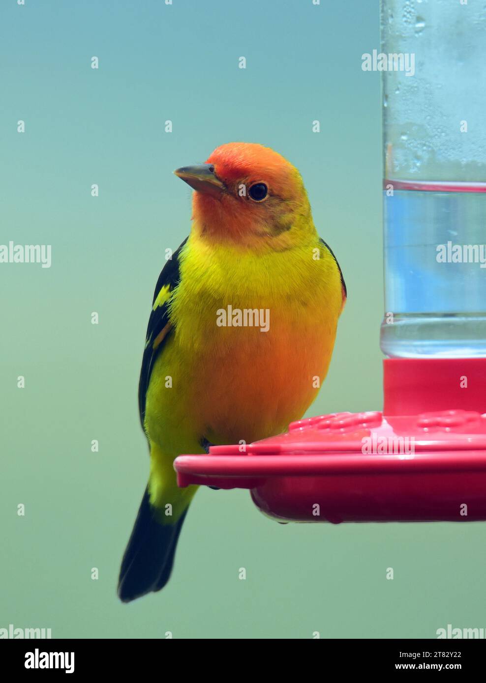 a colorful male western tanager perched on a red nectar feeder in ...