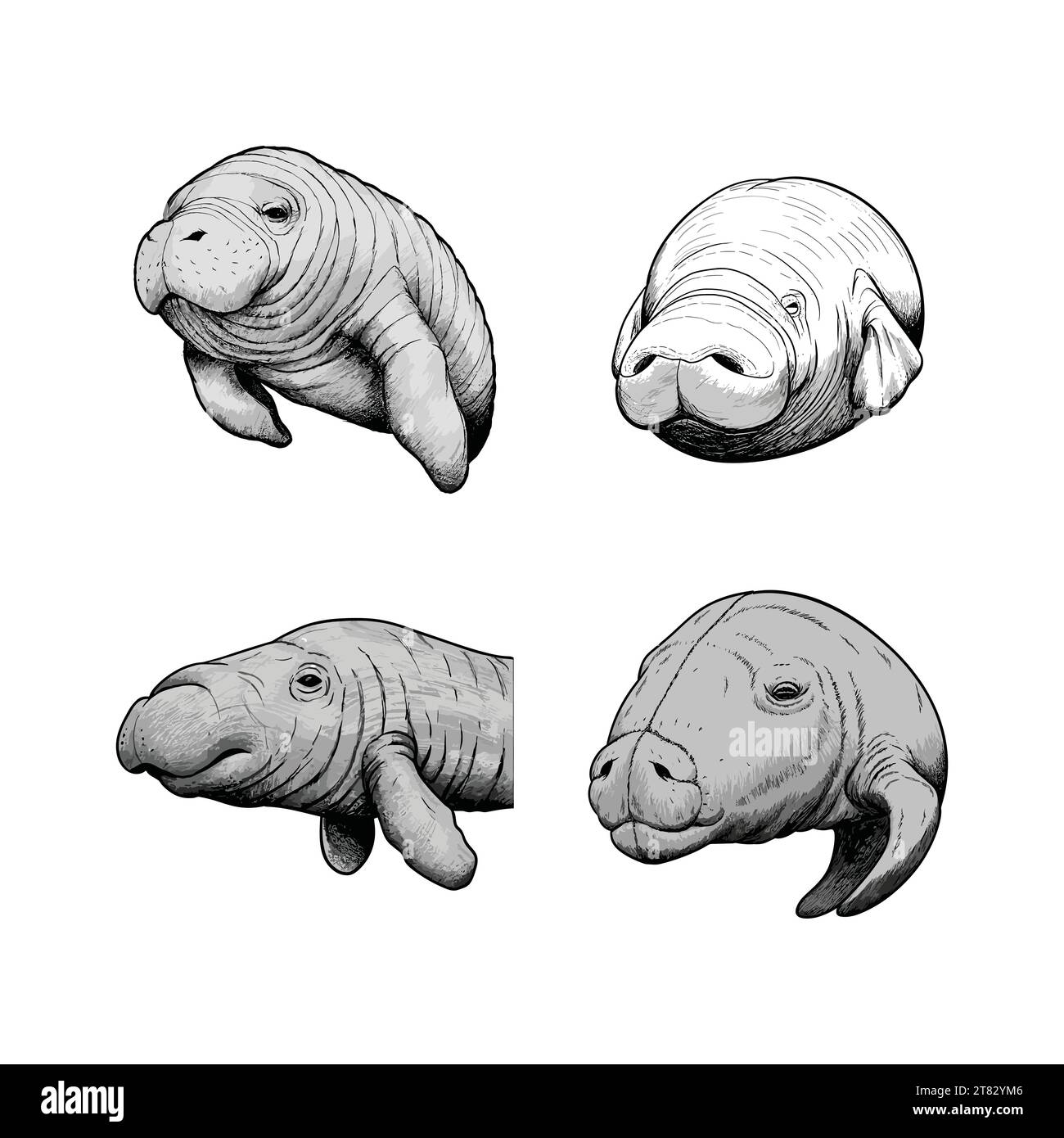 Manatee head icon collection illustration vector Stock Vector Image ...