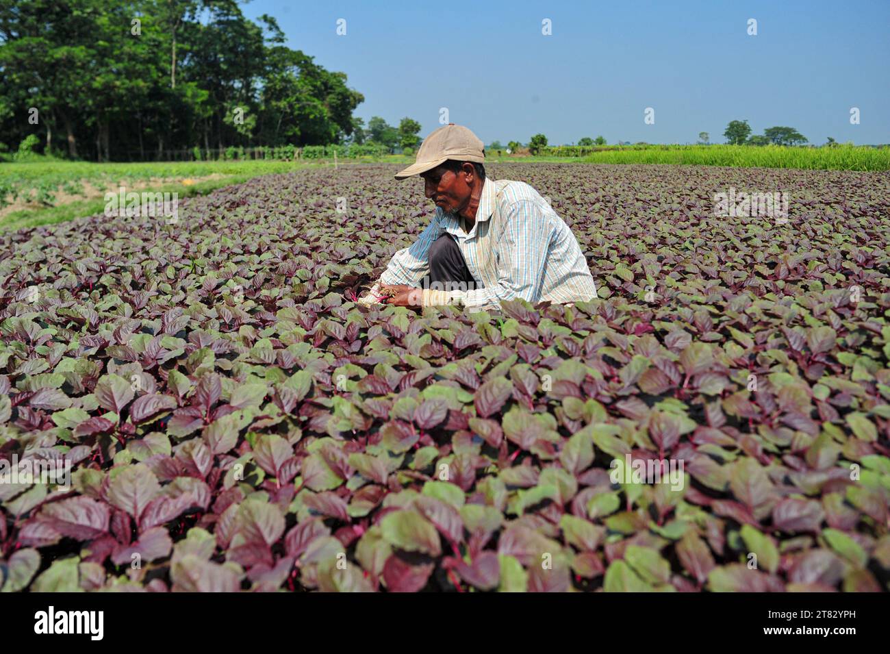 Sylhet sadar upazila bighas of red vegetables hi-res stock photography ...