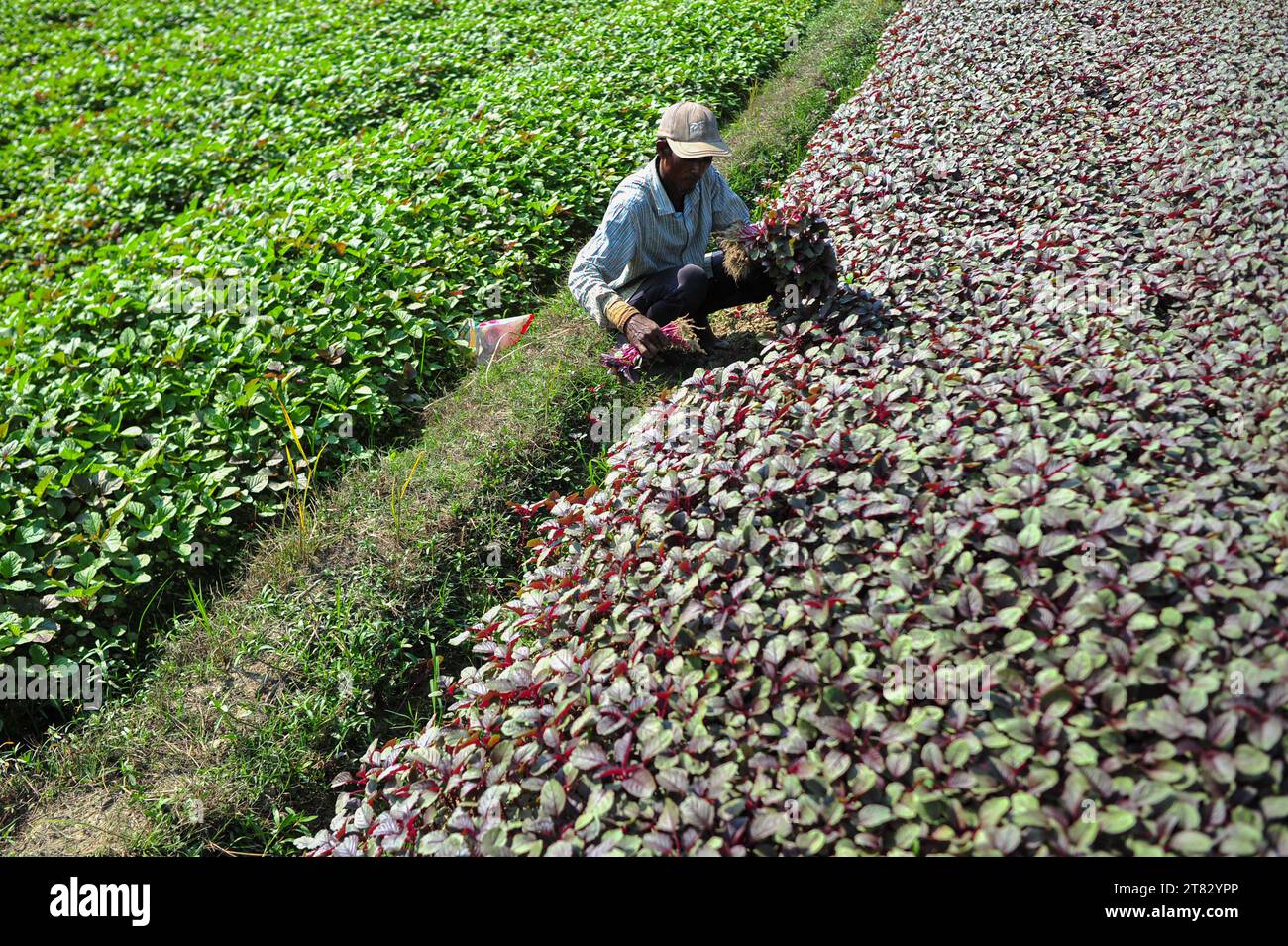 Sylhet sadar upazila bighas of red vegetables hi-res stock photography ...