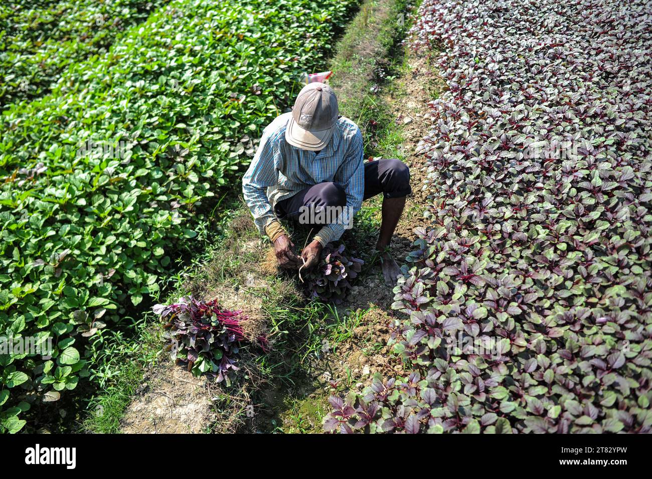 Sylhet sadar upazila bighas of red vegetables hi-res stock photography ...