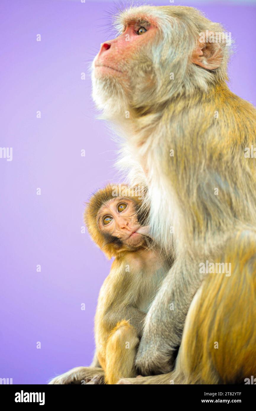 The Rhesus Macaque monkey on the streets of Sylhet. These monkeys have ...