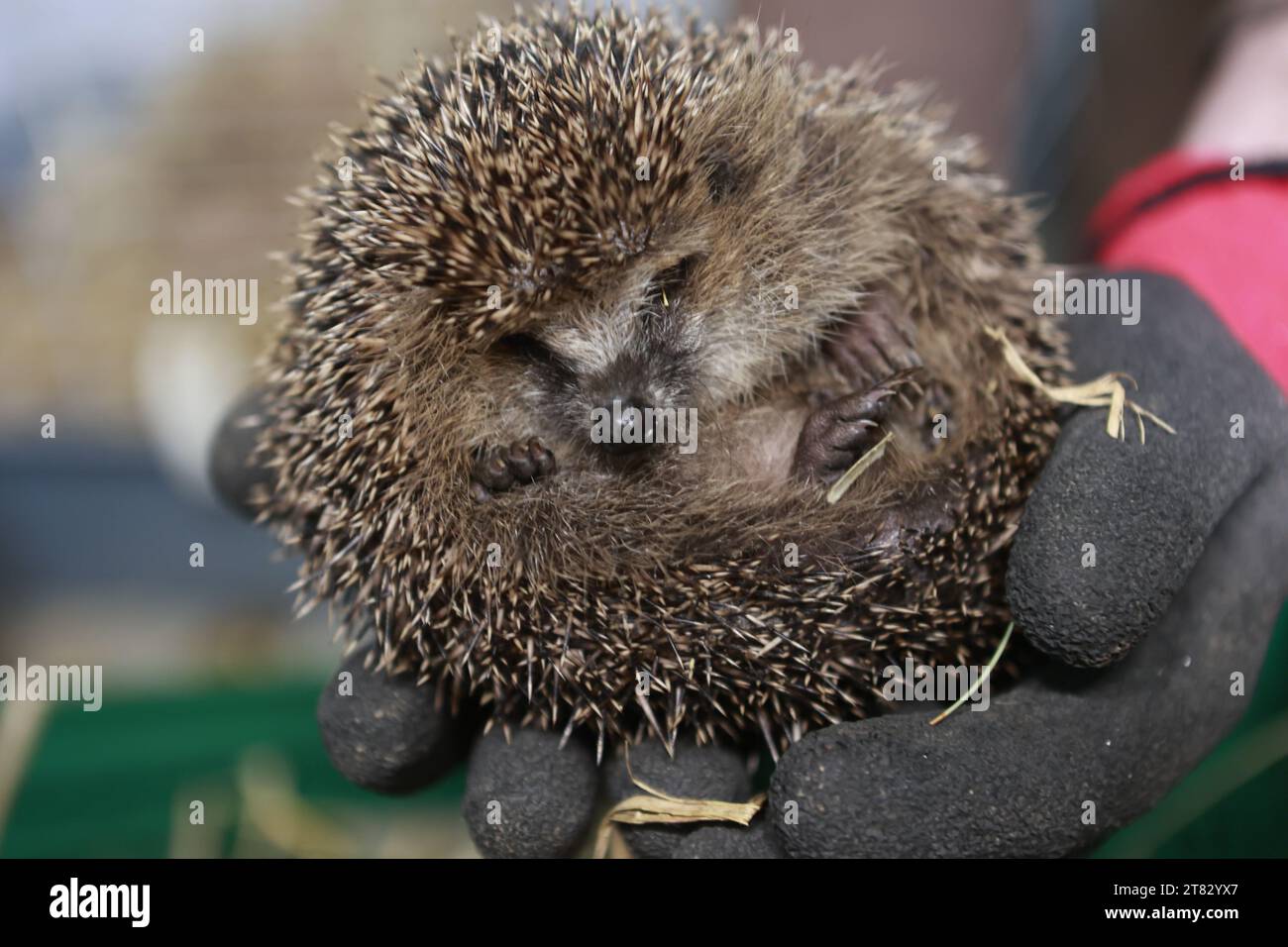 Halberstadt, Germany. 17th Nov, 2023. A small hedgehog is held by ...