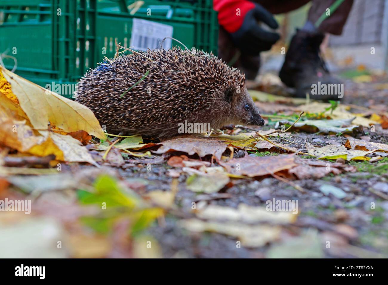 Hedgehogs winter garden hi-res stock photography and images - Alamy