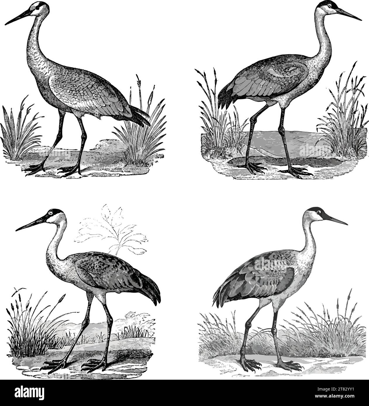 Sandhill Crane Bird Drawing