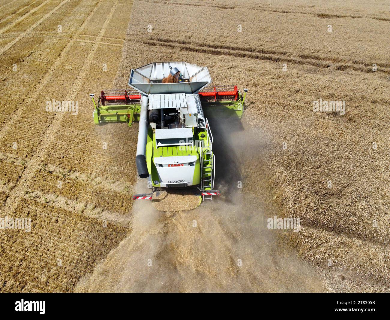 Landwirtschaft-Feld mit Winterweizen wird geerntet. Landwirtschaft ...