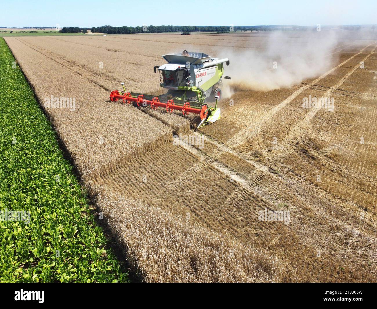 Landwirtschaft-Feld mit Winterweizen wird geerntet. Landwirtschaft ...