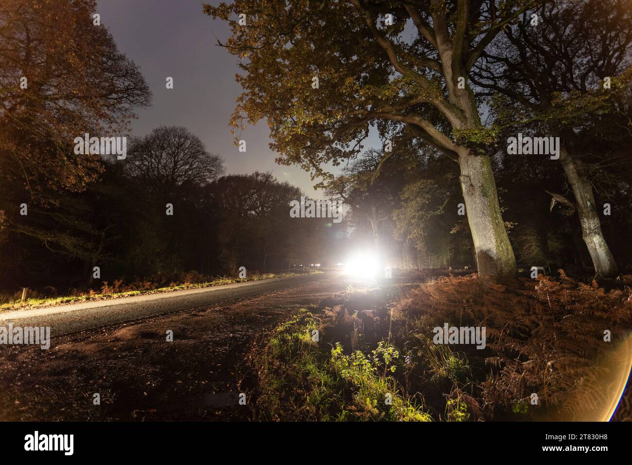 Night driving on a forest road Stock Photo - Alamy