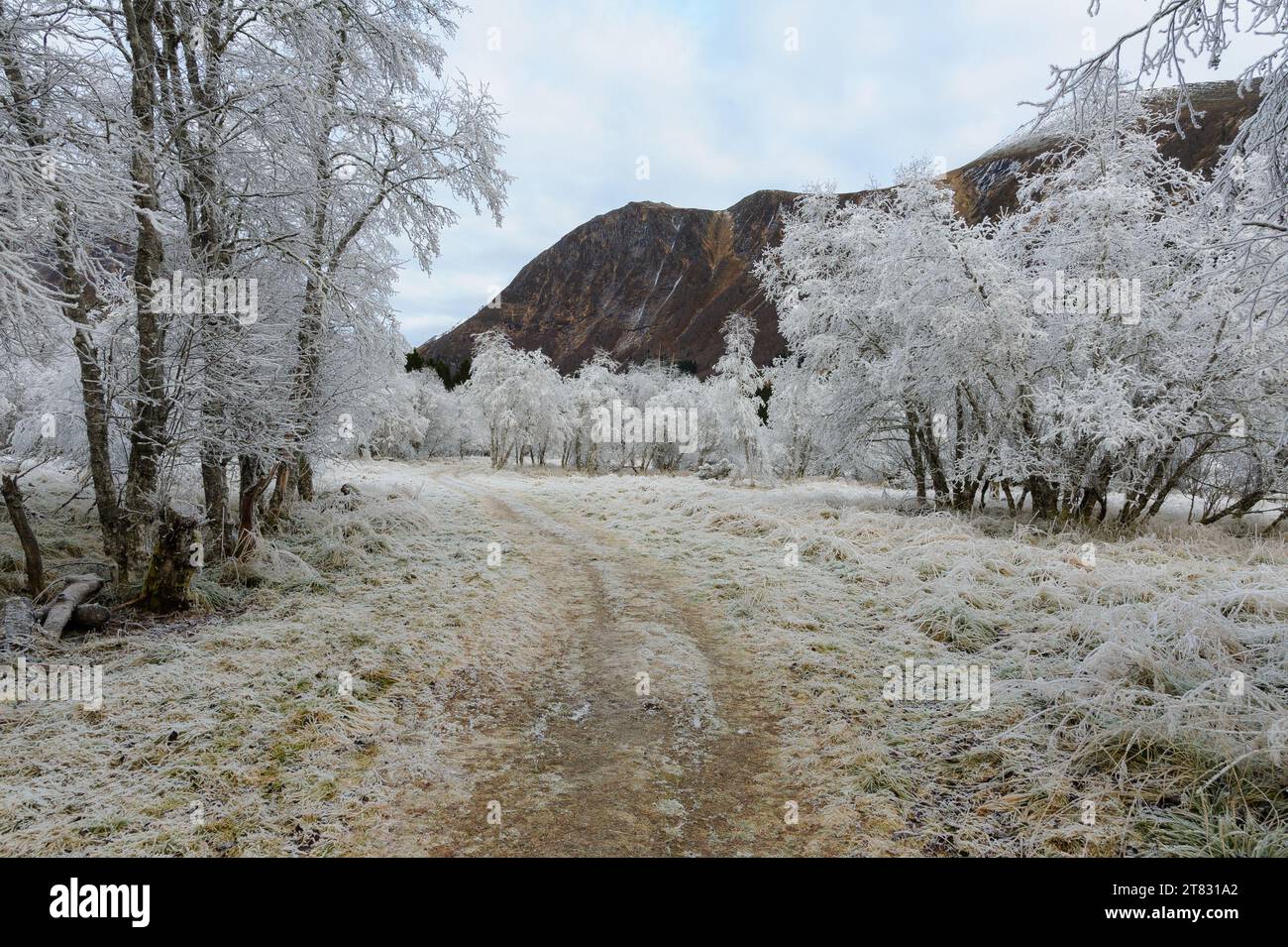 white-frozen hill and path between white-frozen trees with mountain ...