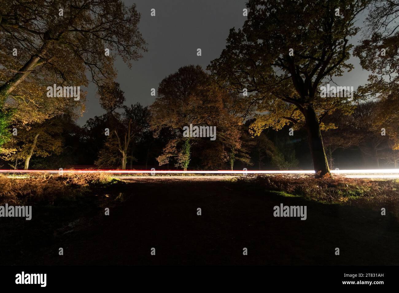 Night driving on a forest road Stock Photo - Alamy