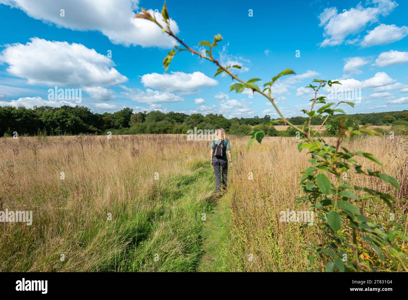 A woman enjoys a walk in the country through field with long grass on a ...
