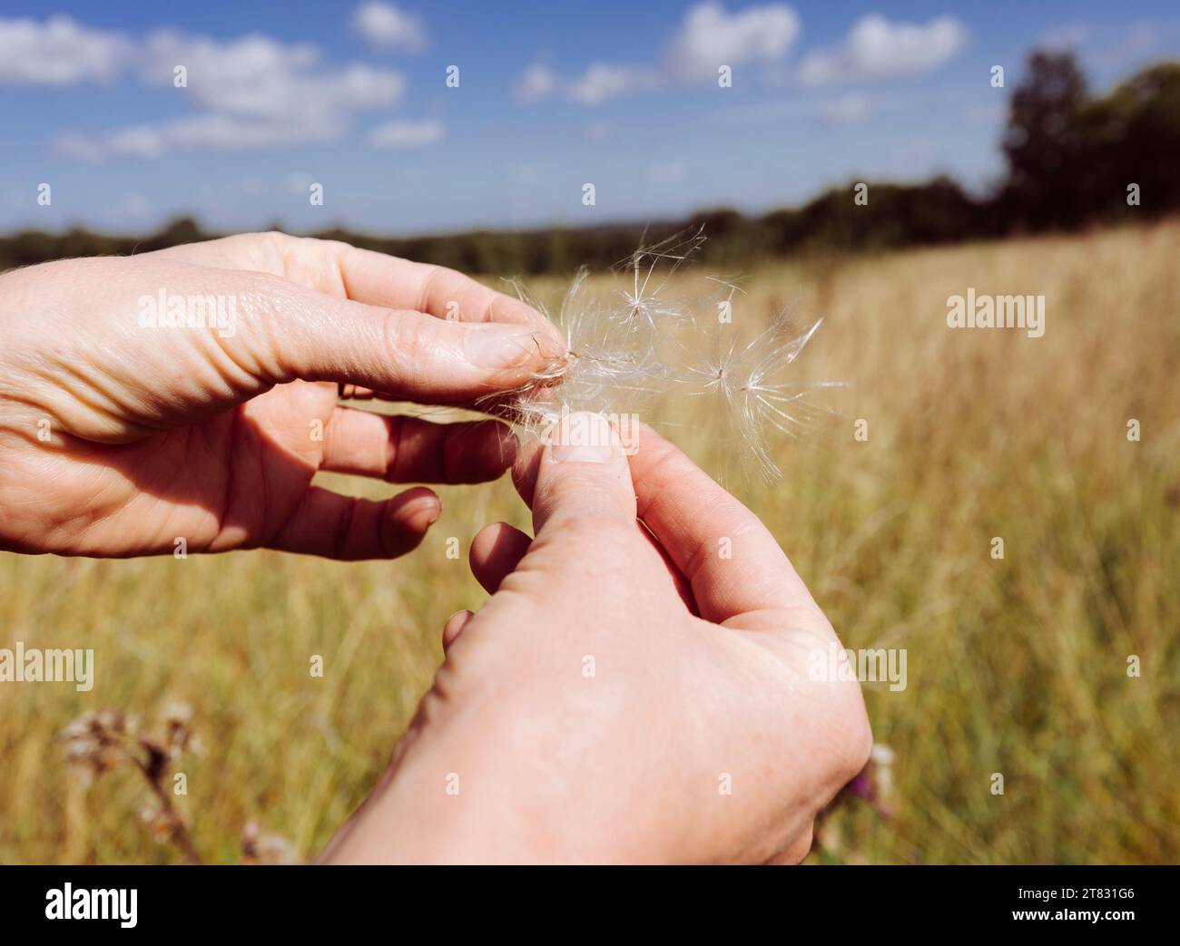 Flying seeds hi-res stock photography and images - Alamy