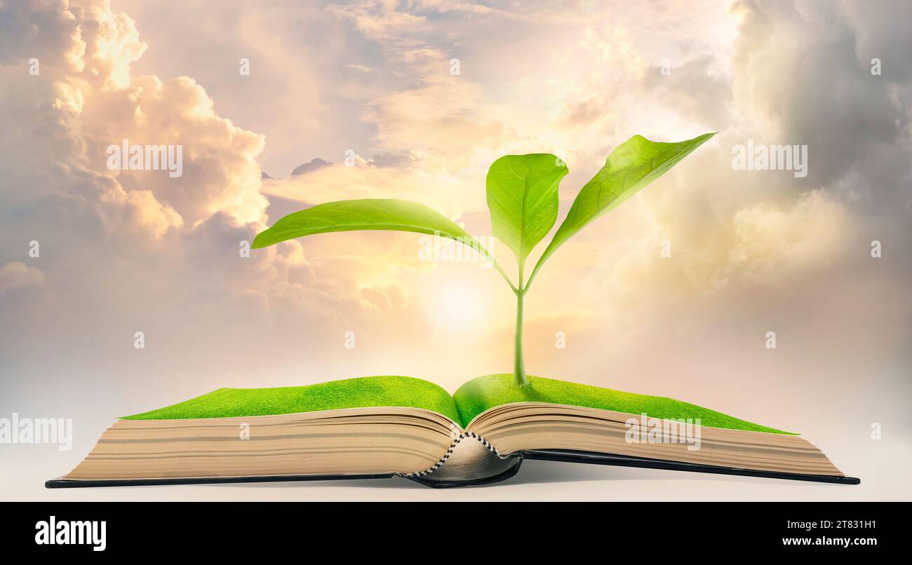 Tree grows up from the book with the dramatic sky background, the ...