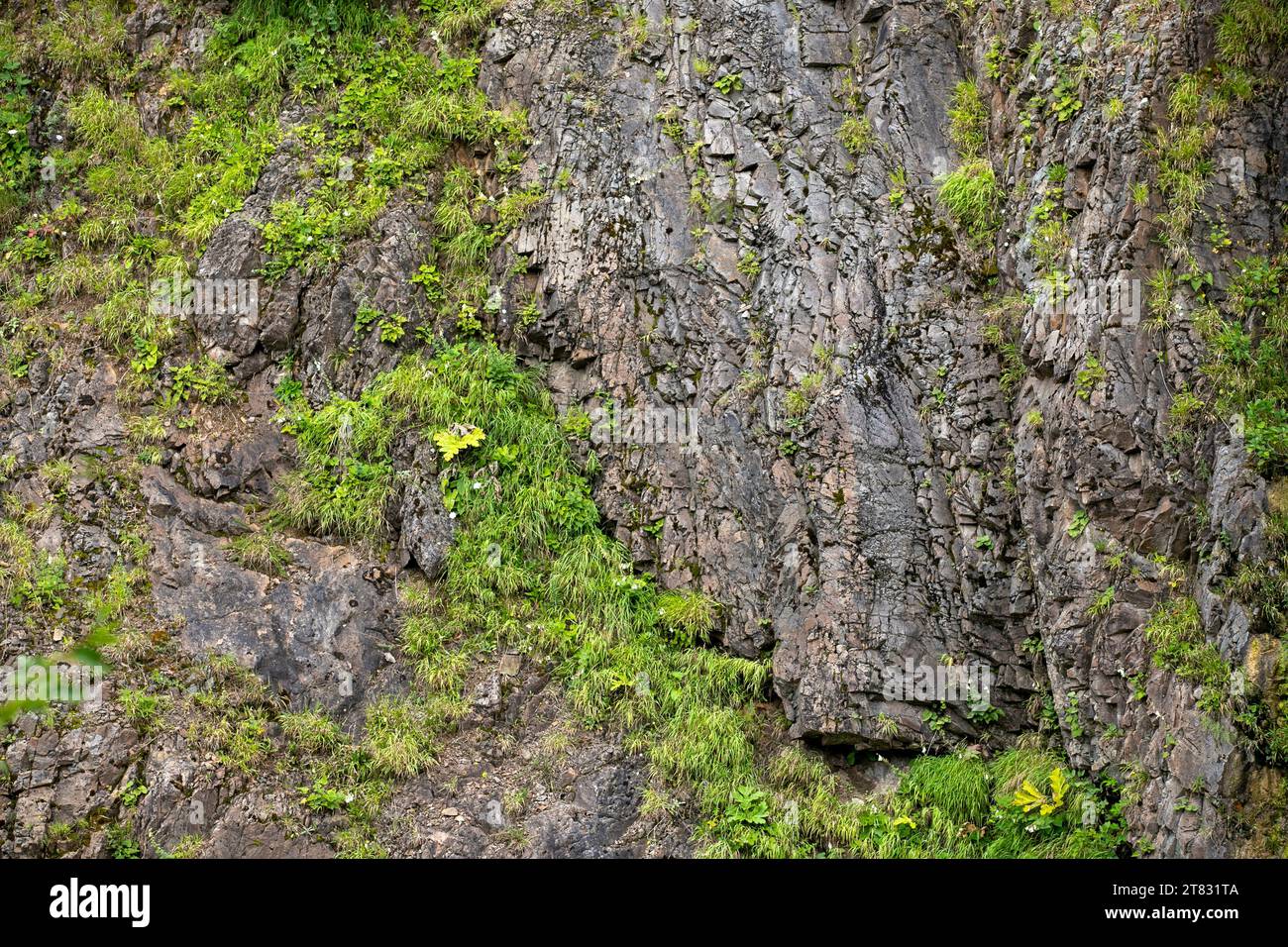 A plant that grows on rocks. Rock and grass background. Moss plants ...