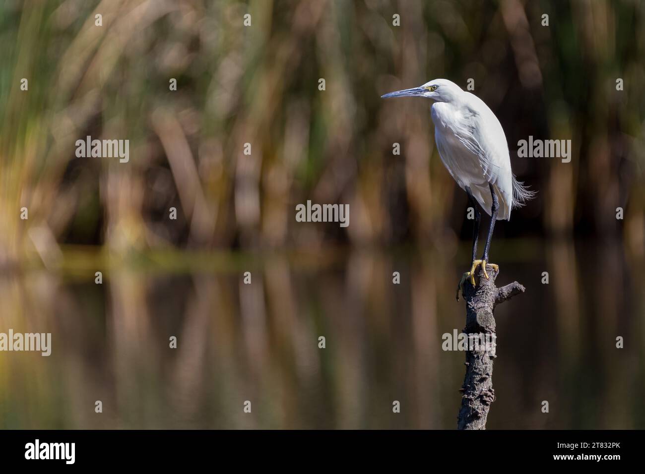 A Little Egret (Egretta garzetta) in Izumi no Mori park in Yamato ...