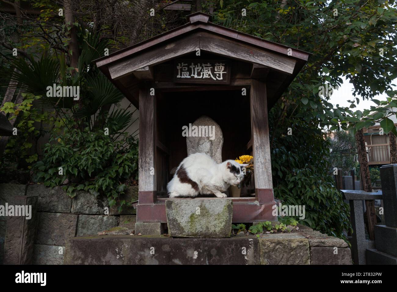 Cat in japanese cemetery hi-res stock photography and images - Alamy