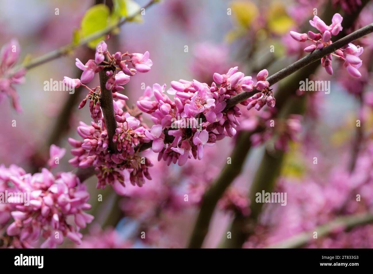 Cercis siliquastrum commonly known judas hi-res stock photography and ...