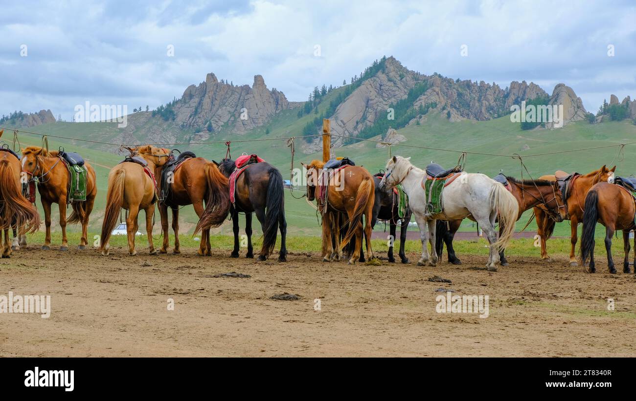Horses at Gorkhi-Terelj, a national park in Mongolia, not far from the ...