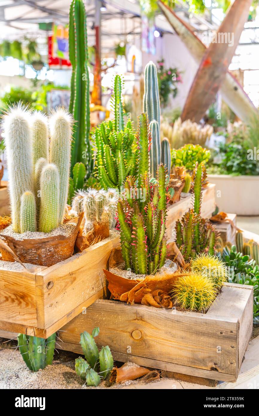 Various cacti and succulents, houseplants potted in a decorative pots in a shop. Cacti and ...