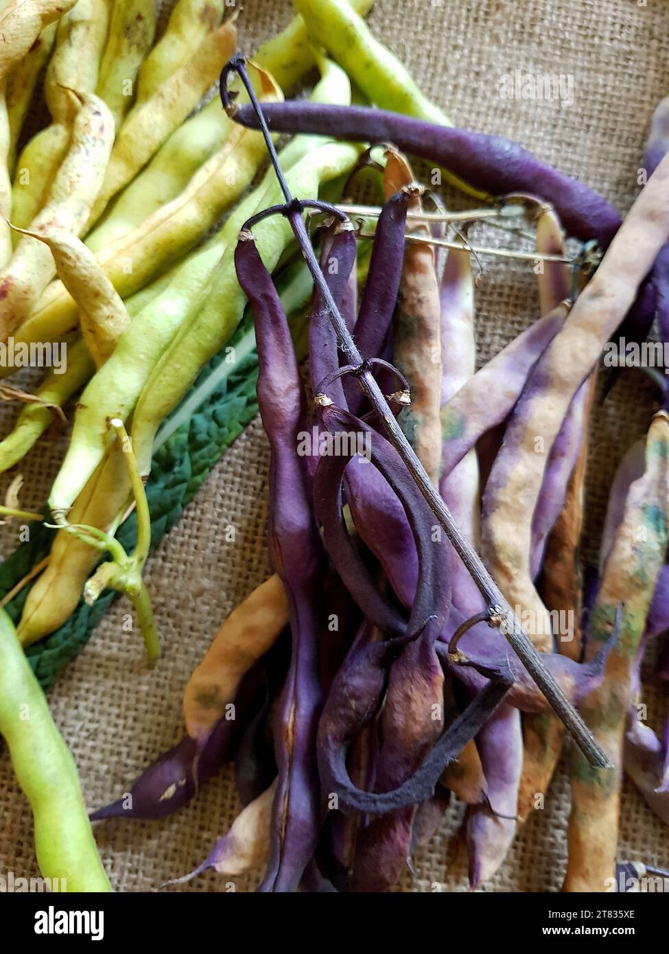 Runner beans display hi-res stock photography and images - Alamy