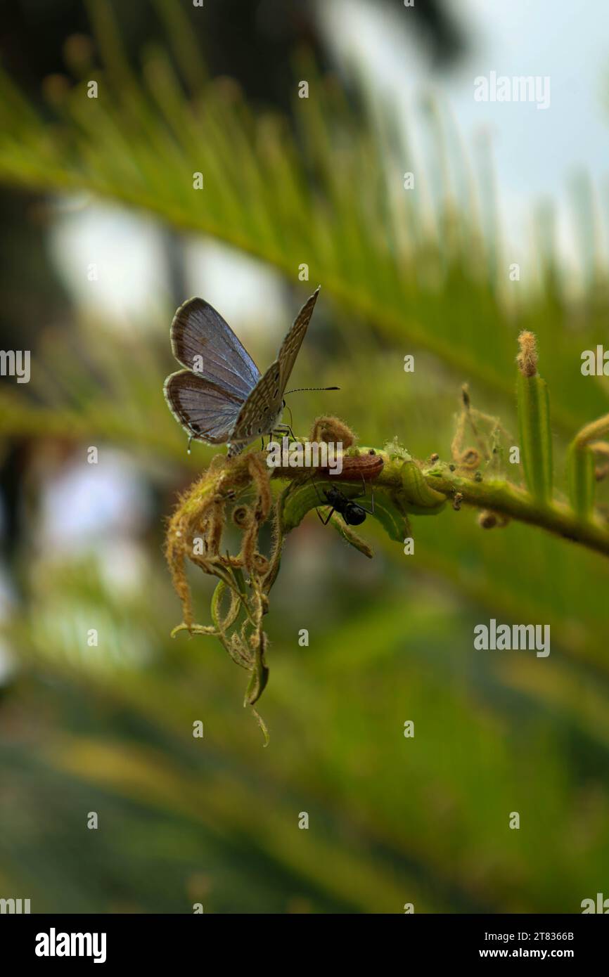 A butterfly perched on the stem of a plant, the intricate details of ...
