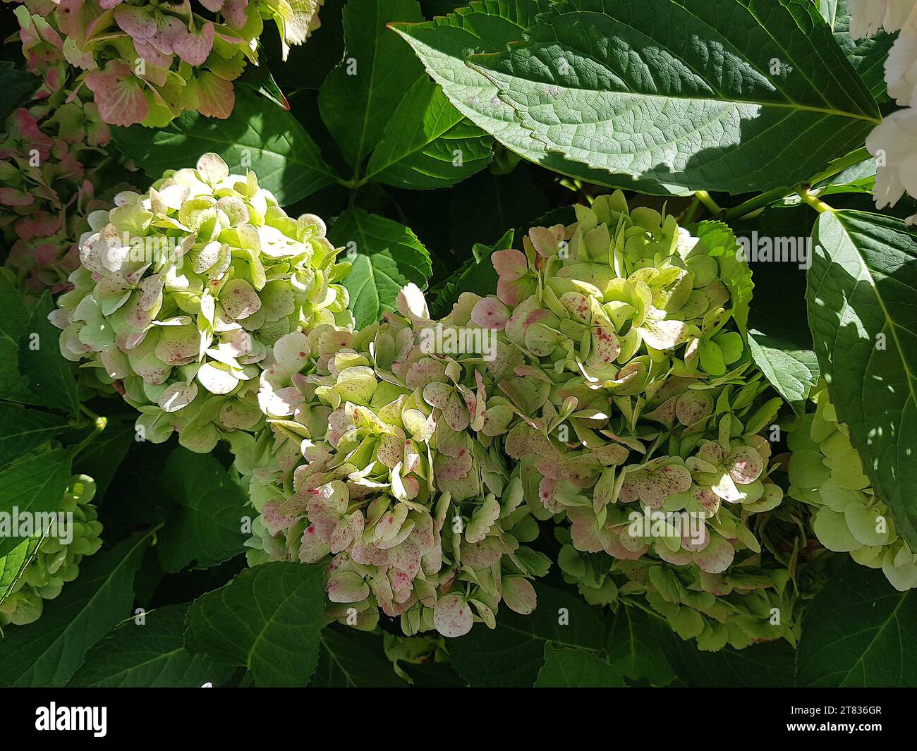 Close up of a display of white and pink hydrangea flowers in sunshine ...