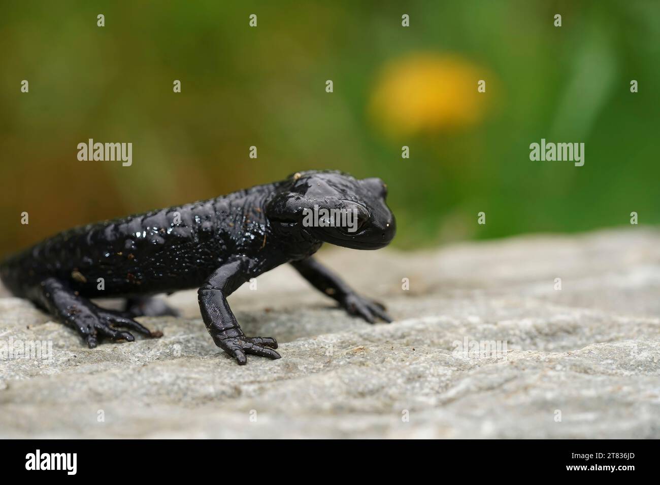 Natural closeup on the charcoal black Alpine salamander, Salamandra ...