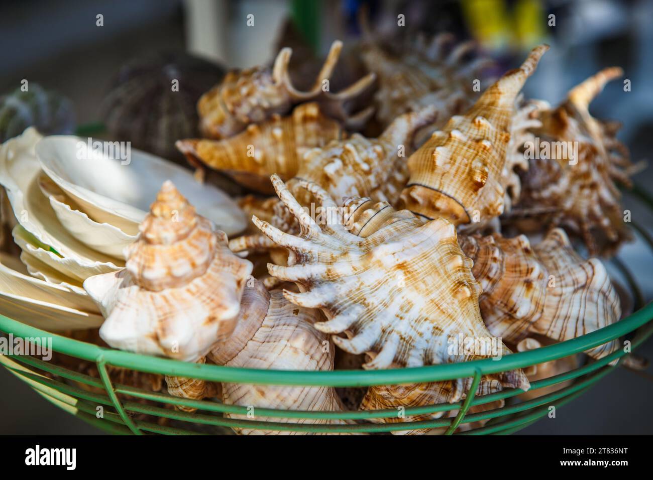 Exotic sea shells in a souvenir shop at the summer resort Stock Photo ...