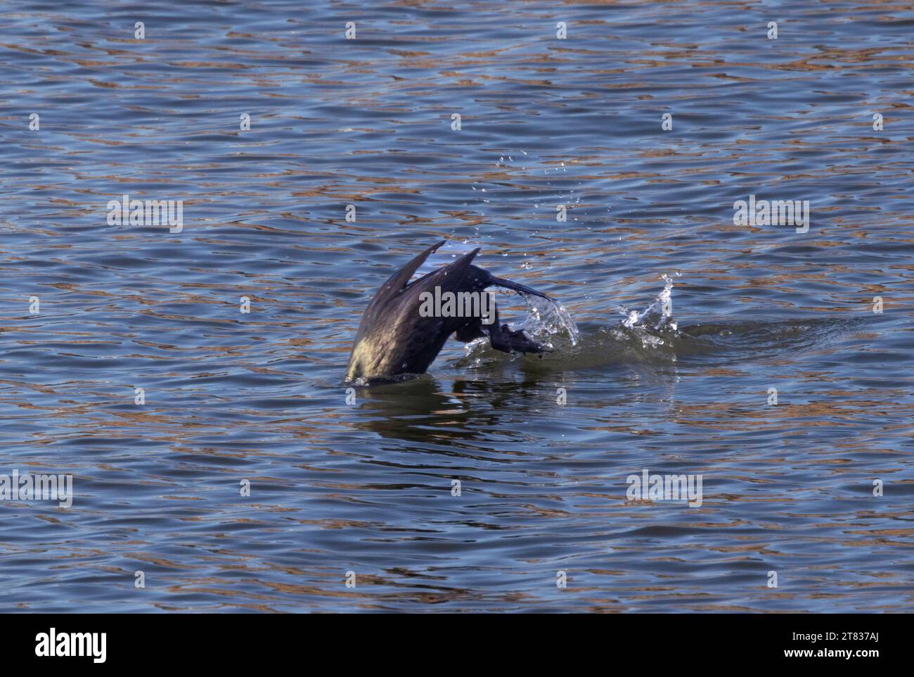 The diving action of the Cormorant is energetic to ensure a fast ...
