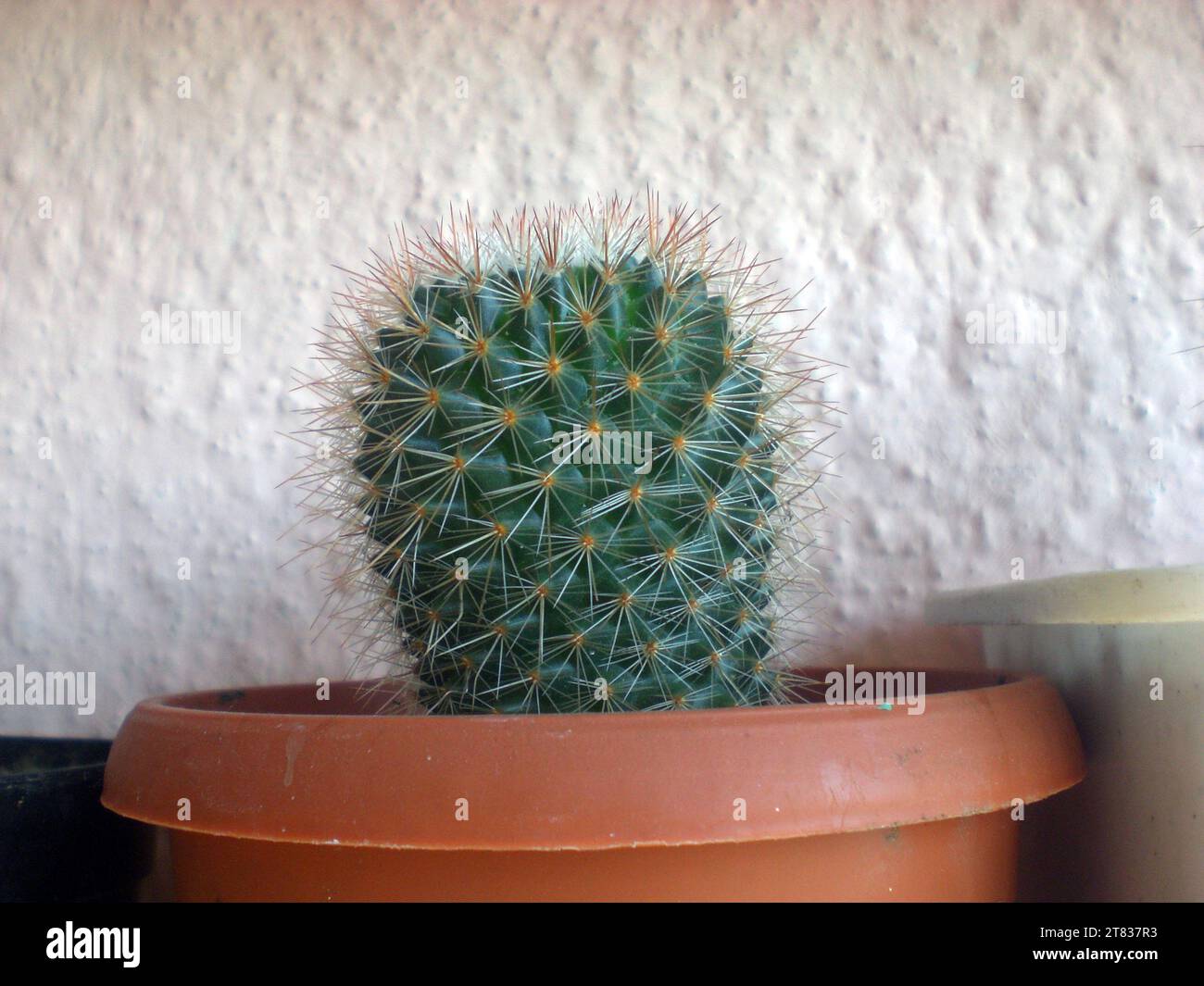 Baby cactus as an apartament plant Stock Photo - Alamy