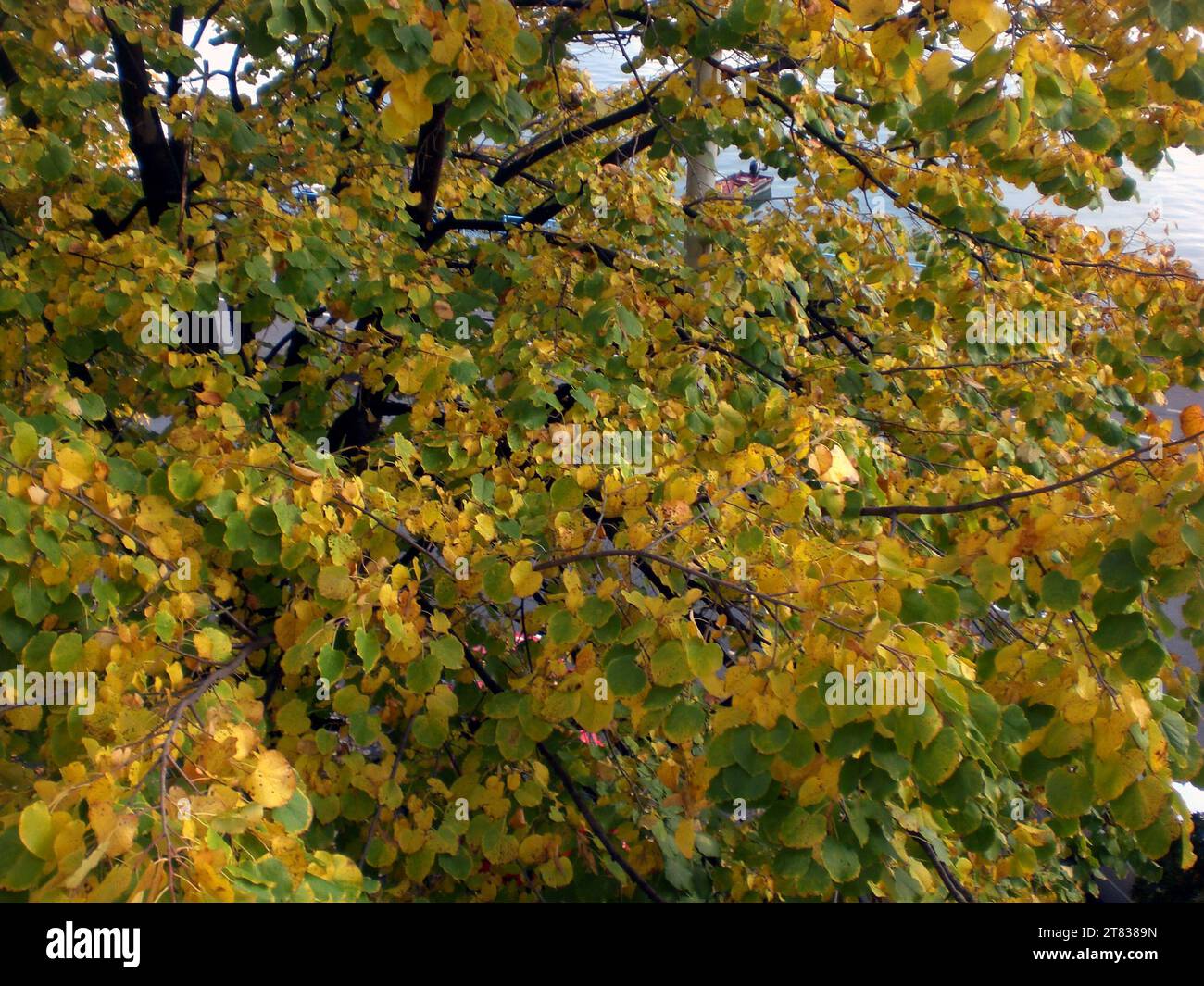 Dried leafs on park hi-res stock photography and images - Alamy