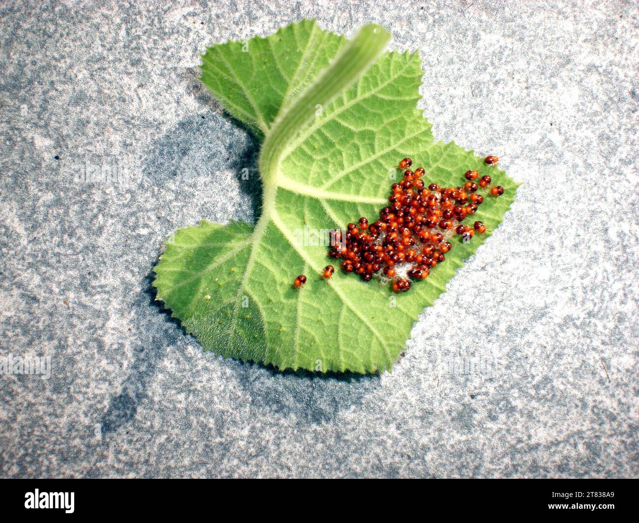 Sehirus Cinctus Nymph on a leaf of Vitis Vinifera isolated on grey ...