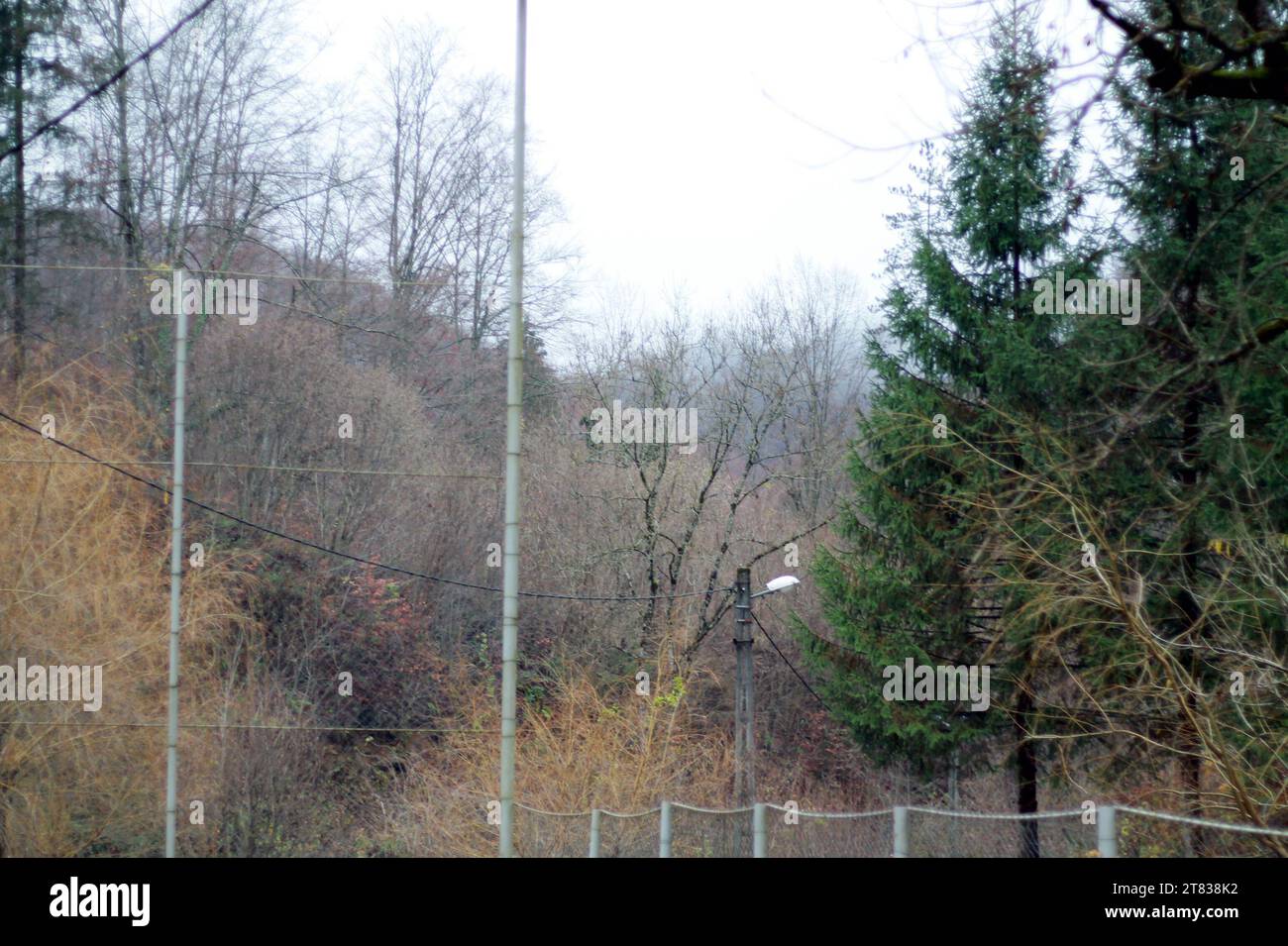 Poiana rusca hi-res stock photography and images - Alamy