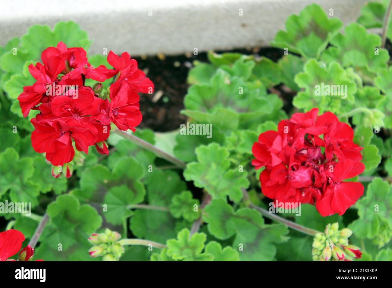 Red Pelargonium zonale also known as Horseshoe geranium Stock Photo - Alamy