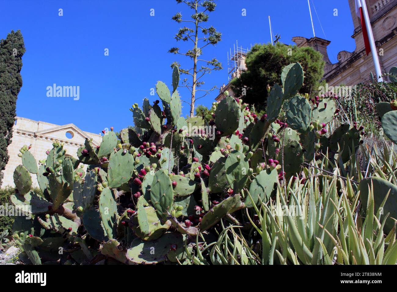 Opuntia ficus-indica in Malta. The plant with big spines, difficult to ...