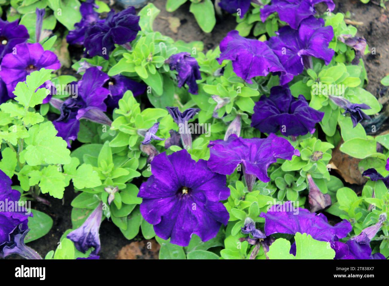 Ornamental flower garden petunias hi-res stock photography and images - Alamy