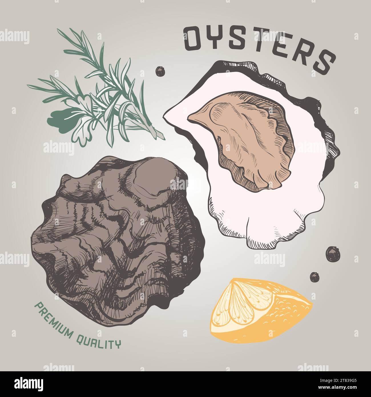 Ocean fresh oysters vector single shell. Engrapved retro style. Seafood ...