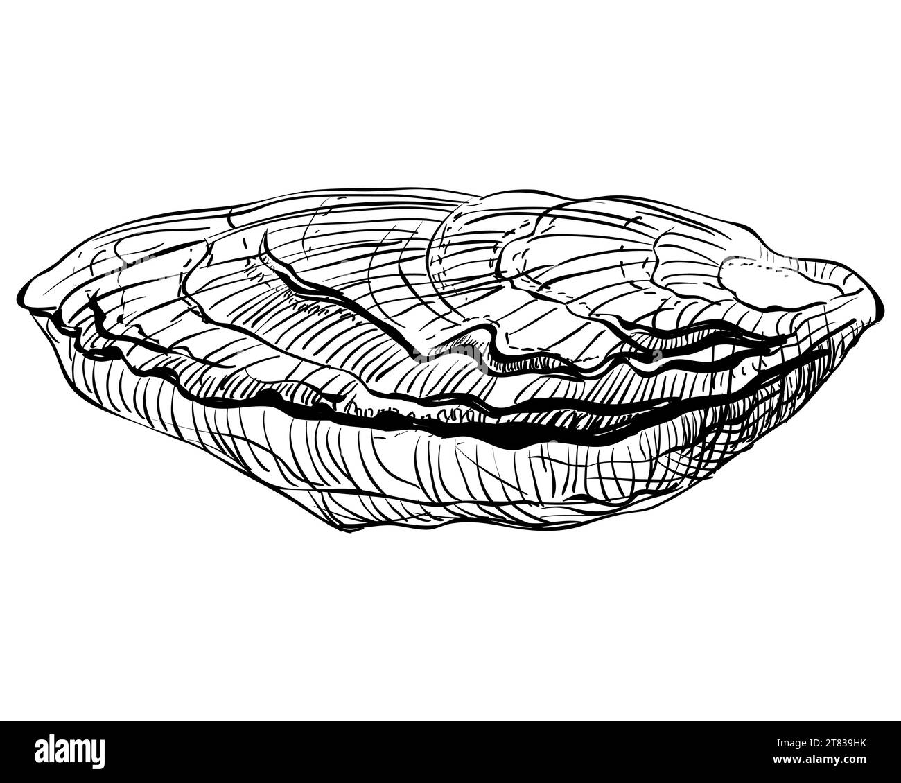 Oyster vector. Oyster shells drawn by hand. Fresh oysters isolated on ...