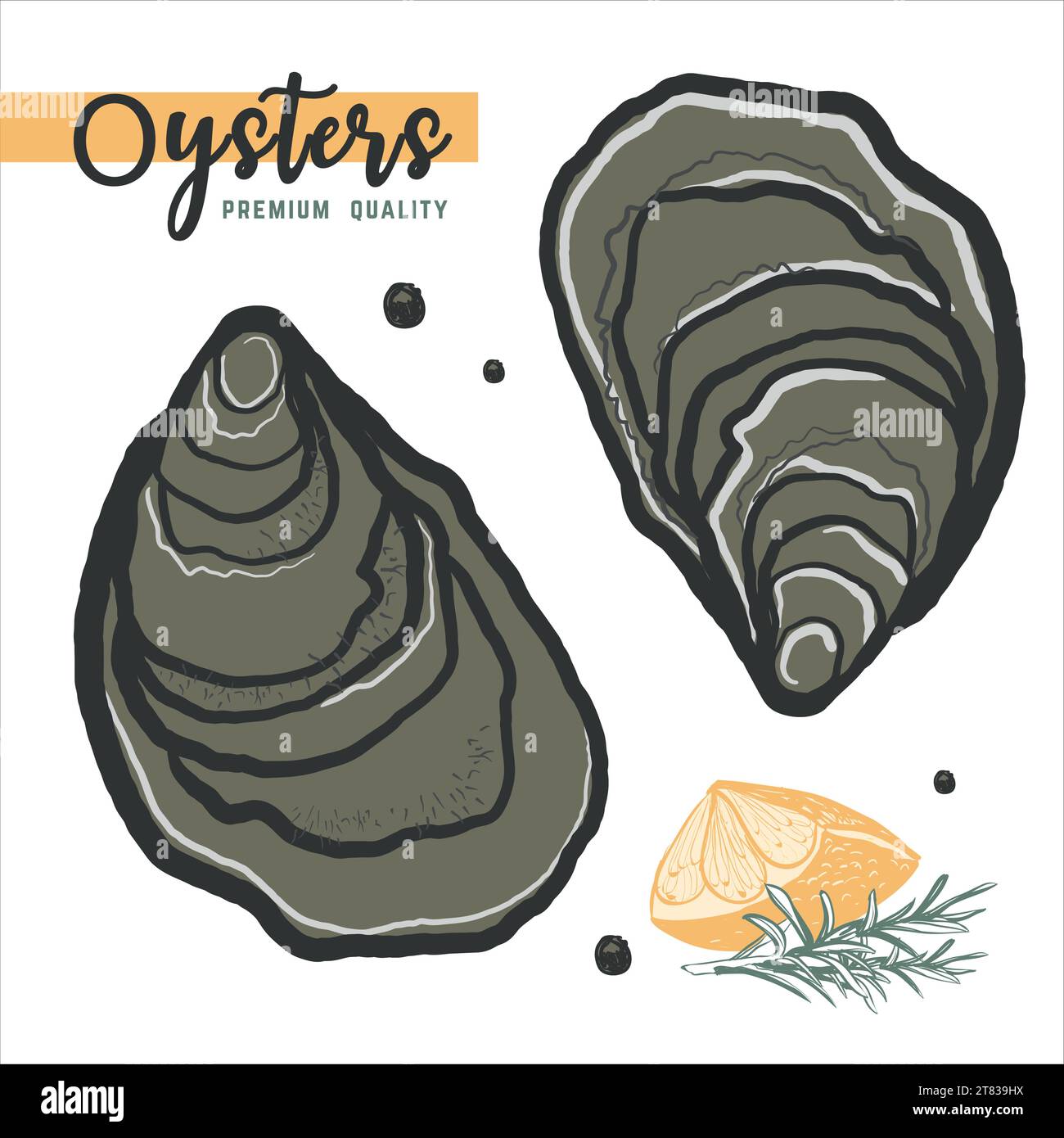Oyster shell illustration hi-res stock photography and images - Alamy